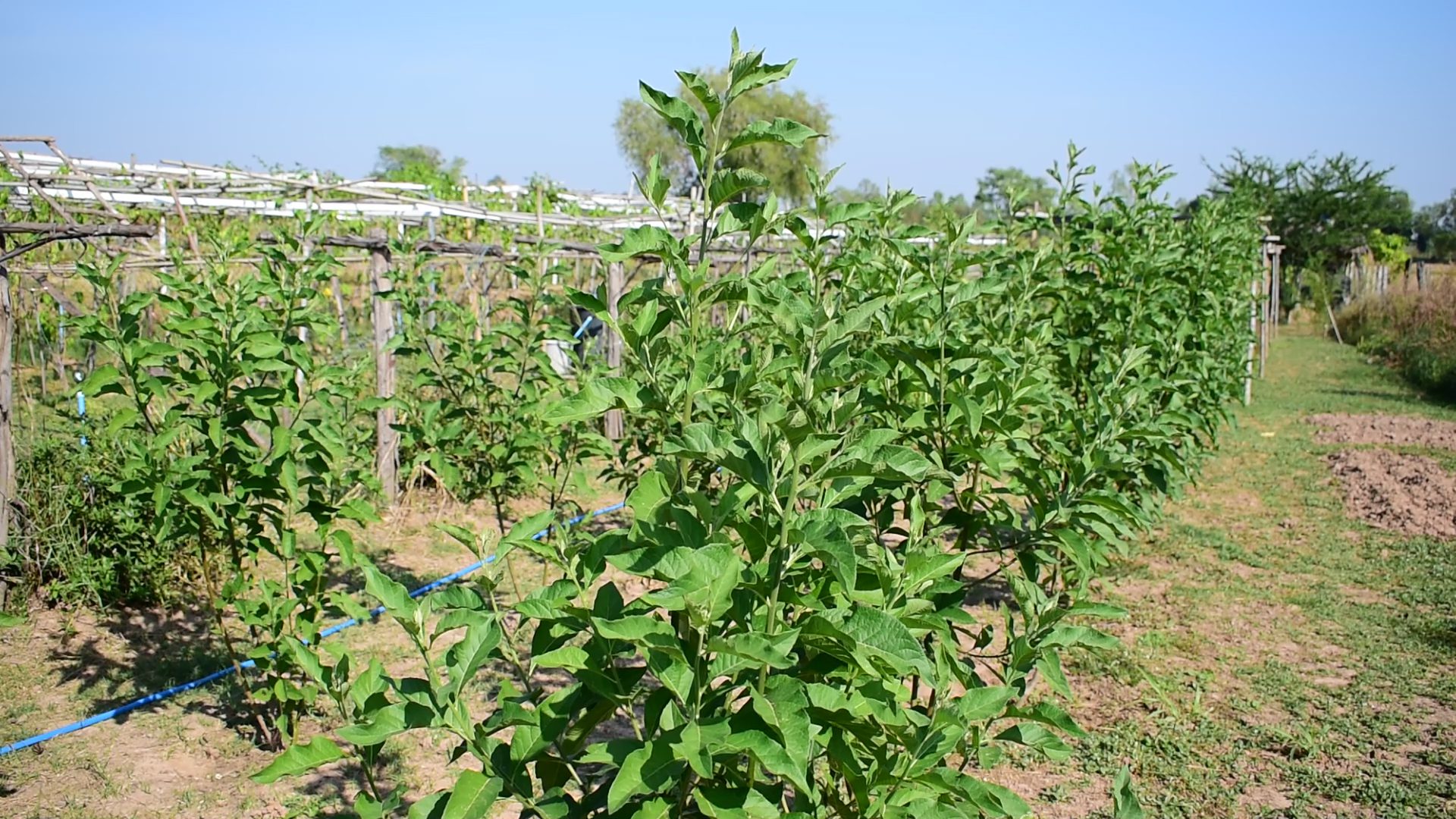 Grown African Bitter Leaf Tree and Make a Tea - Krittiya Garden World