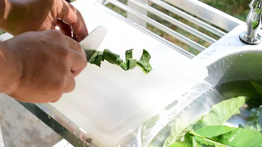 Grown African Bitter Leaf Tree and Make a Tea - Krittiya Garden World