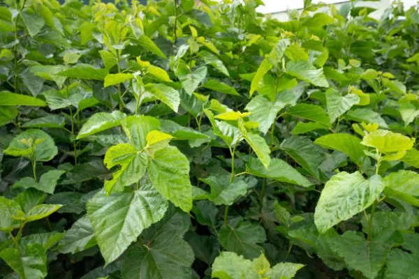 Mulberry Leaf Tea Benefits and Side Effects - Krittiya Garden World