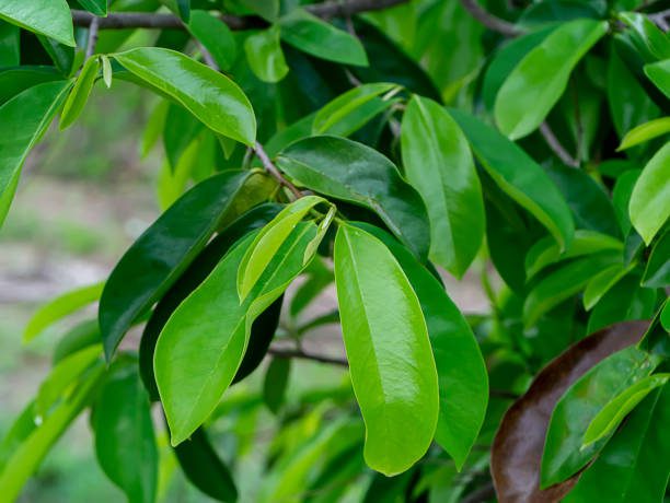Soursop Leaf Tea Benefits - Krittiya Garden World